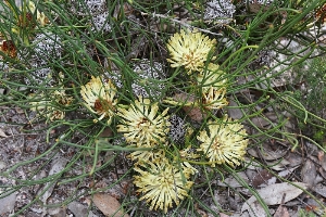 Australian Plants - Proteaceae